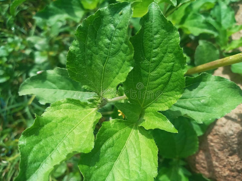 Closeup of Bitter Bush or Siam Weed Under Bright Morning Light Stock ...