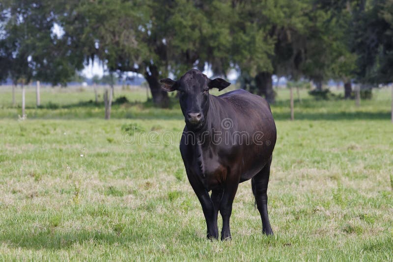 Black Beef, Cattle in a Pasture Stock Image - Image of steak ...