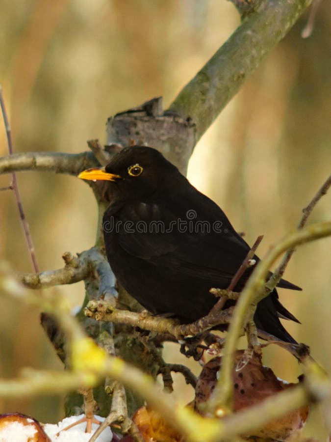Black bird on tree branch stock image. Image of plumage - 137211553