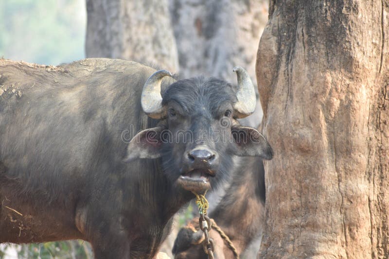 Closeup of a Black Buffalo Facing To the Camera. Stock Image - Image of ...