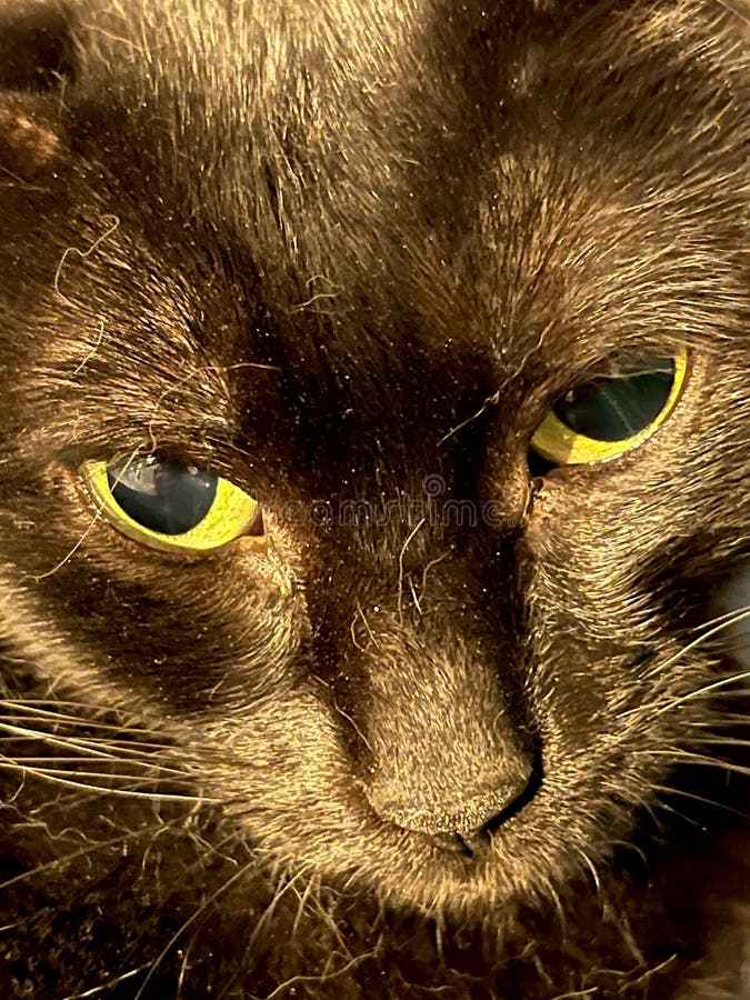 Closeup of Black Cat Head with Yellow Eyes Stock Photo - Image of ...