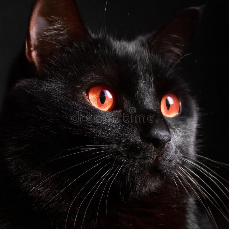 Closeup of Black Cat with Red Eyes Stock Illustration - Illustration of ...
