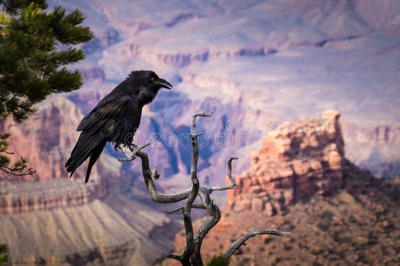Closeup of a Black Crow on a Branch in a Forest Stock Image - Image of ...