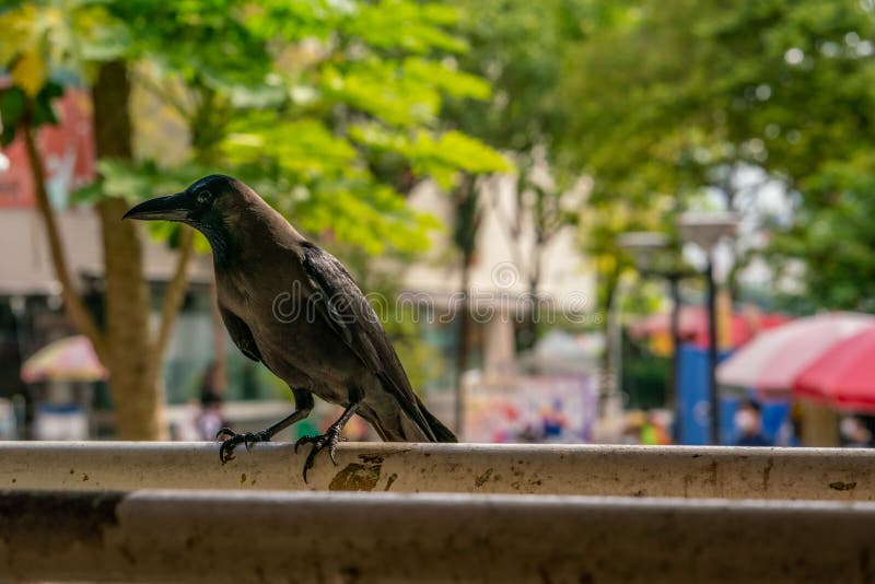 Closeup of a Black Crow Sitting on Thr Rail Stock Image - Image of beak ...