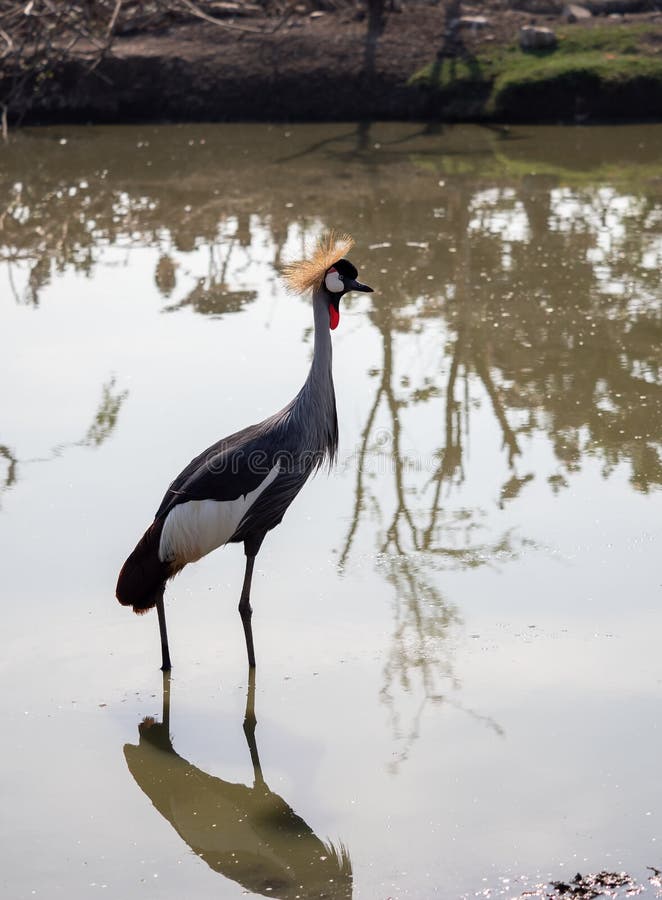 Close Up Black Crowned Crane Standing in the Swamp Stock Image - Image ...