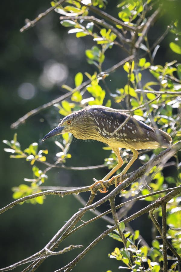 Closeup of a Black-crowned Night-heron, Nycticorax Nycticorax, Juvenile ...