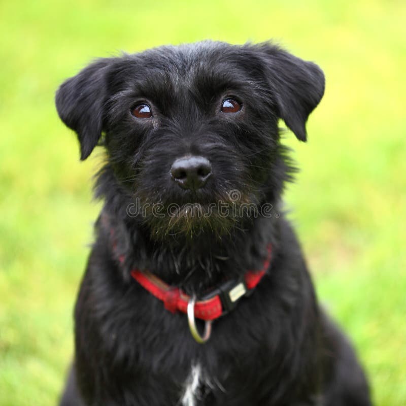 Black dog face stock photo. Image of tongue, ratio, panting - 104010110