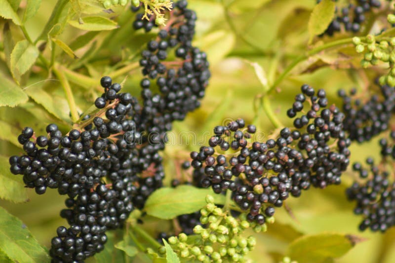 Closeup of Black Dwarf Elder Small Berry with Elective Focus on ...