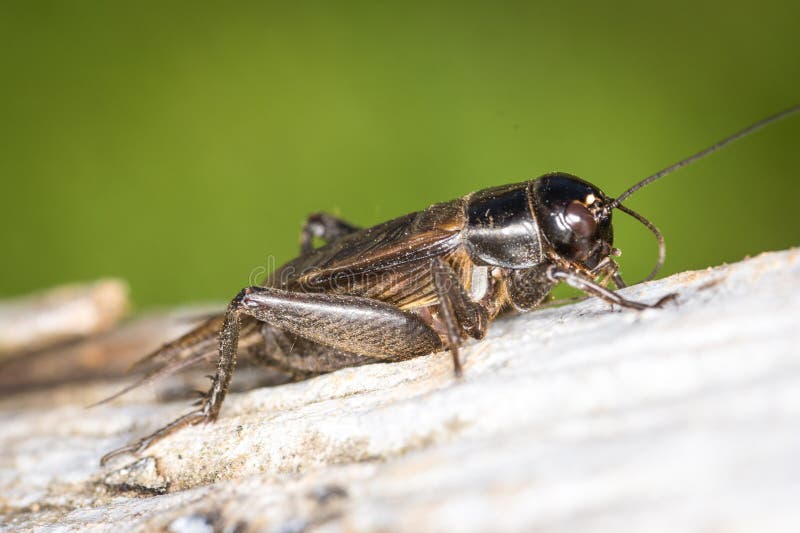 Closeup of a Black Field Cricket Stock Image - Image of undefined ...