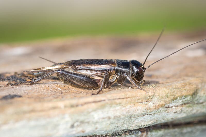 Closeup of a Black Field Cricket Stock Photo - Image of pollinator ...