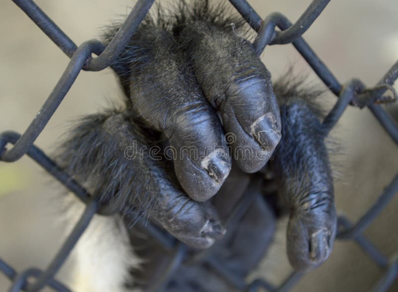 Closeup of a Black Finger Monkey Stock Photo - Image of nature, animal ...