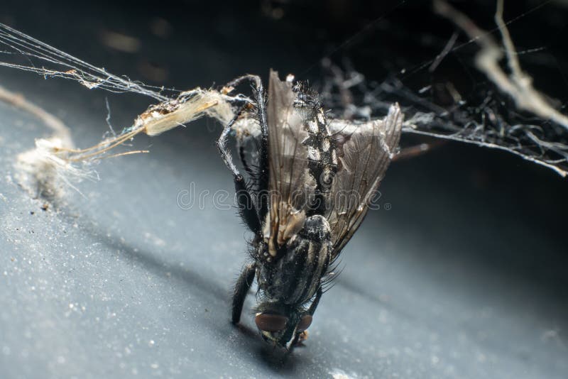 Closeup of a Black Fly Trapped in a Spider Web Stock Photo - Image of ...