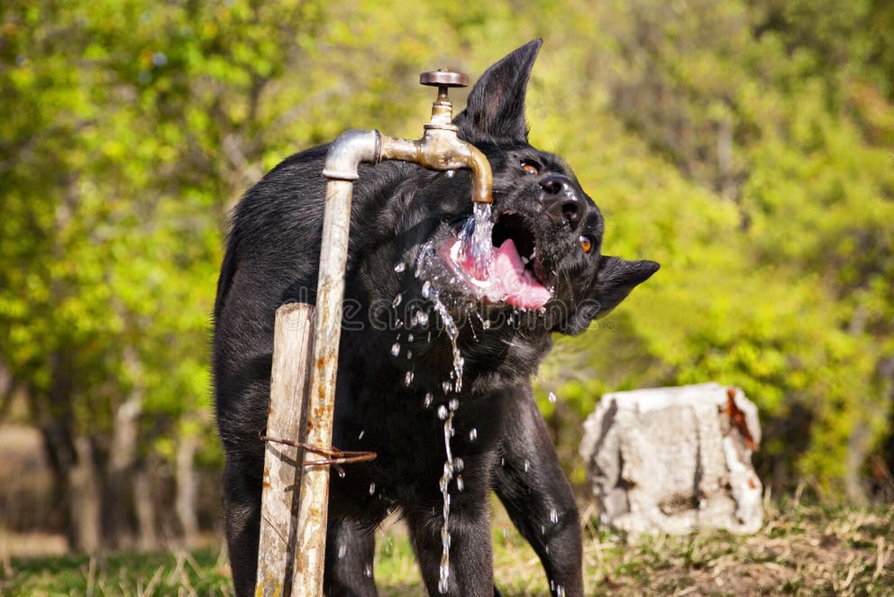Closeup of the Black German Shepherd Drinking Water from the Tap. Stock ...