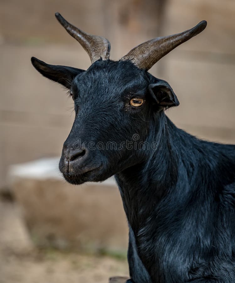Closeup of black goat stock photo. Image of animal, brown - 117459660