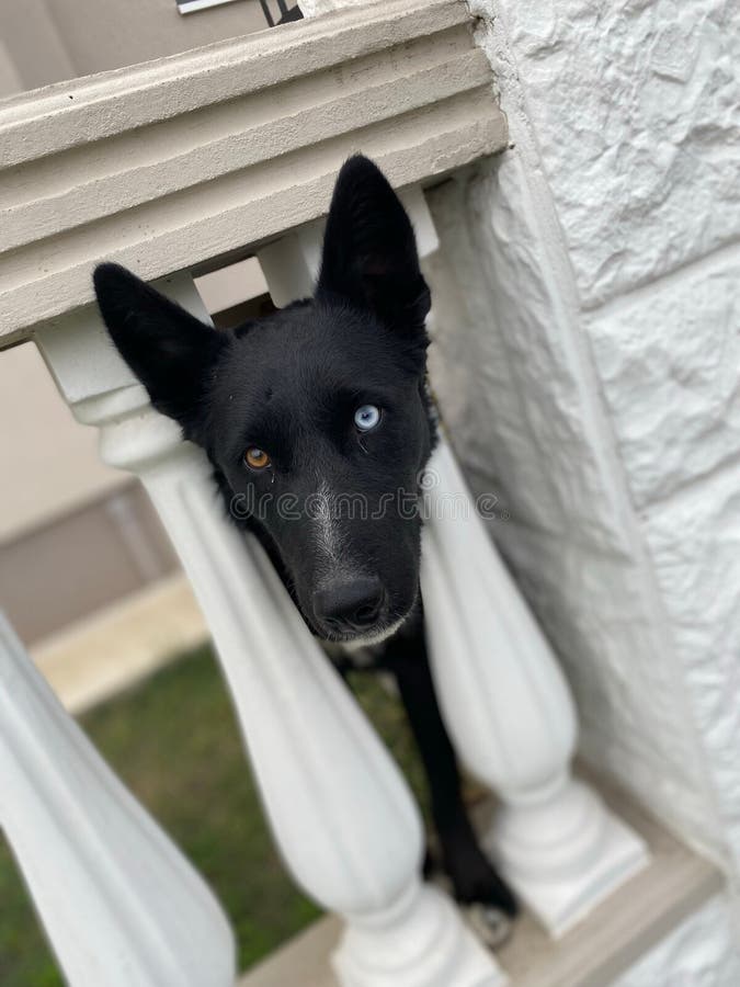 Closeup of Black Haski with Different Eyes Looking at Camera Stock ...