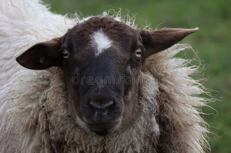 Closeup of a Black-headed White Sheep Looking at the Camera. Stock ...