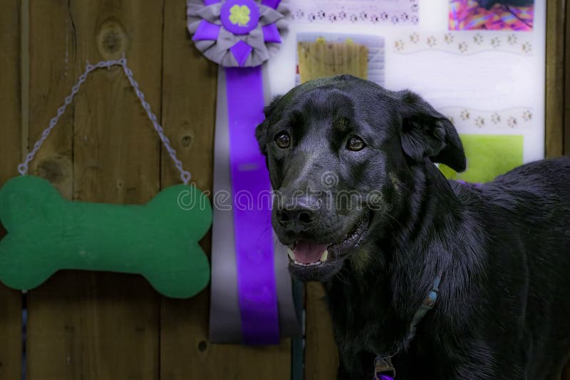 Closeup of a Black Labrador Dog Standing in Front of Dog Accessories ...