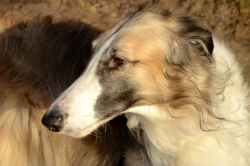 Borzoi face stock photo. Image of barzoi, hunting, russian - 8555316