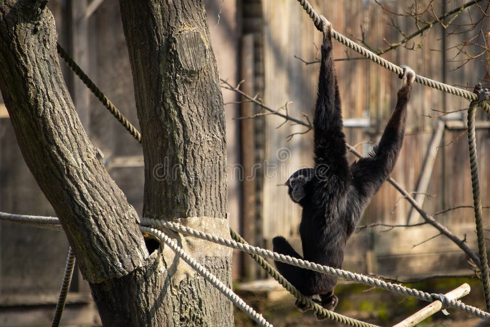 Closeup of a Black Monkey Hanging and Moving on a Rope Stock Photo ...