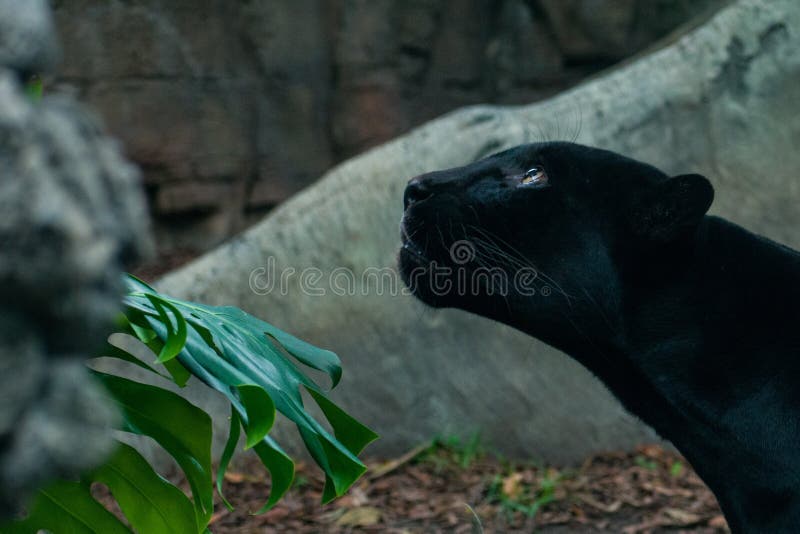 Closeup of the Black Panther Profile. Stock Photo - Image of panther ...