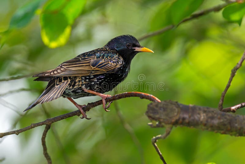 Closeup of a Black Starling Bird Stock Image - Image of sitting ...