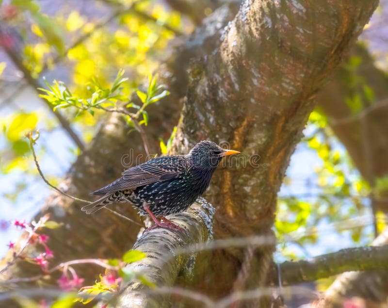 Closeup of a Black Starling Bird Stock Image - Image of nature, beak ...