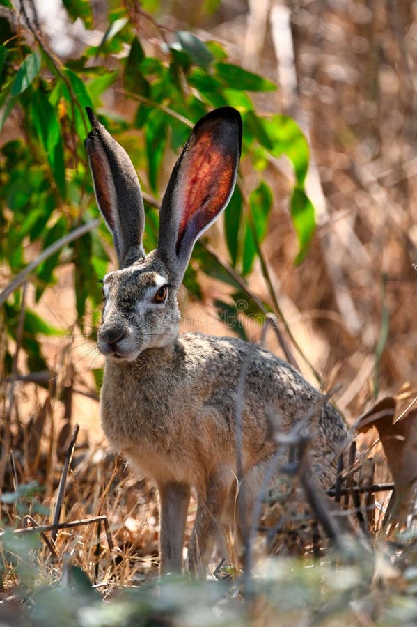 Closeup of a Black-tailed Jackrabbit (Lepus Californicus) in Grass ...