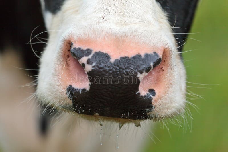 Cow Drool Stock Photos - Free & Royalty-Free Stock Photos from Dreamstime