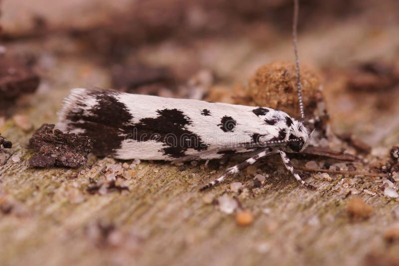 Closeup of the Black and White Moth Standing Turned on the Ground Stock ...