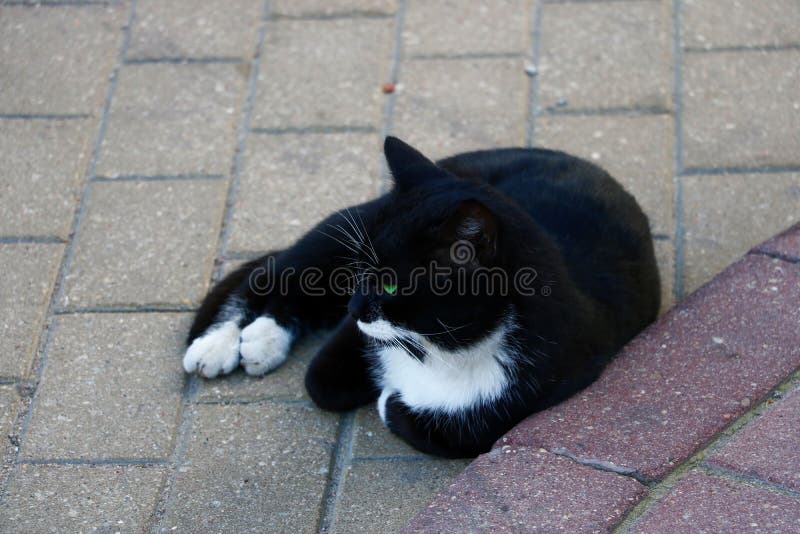 Closeup of a Black and White Street Cat Lying on the Ground Stock Photo ...