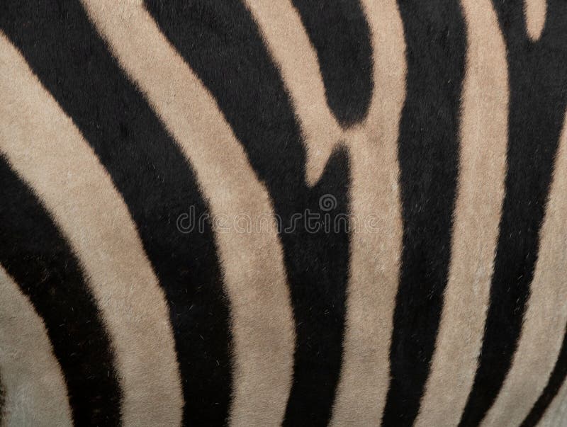 Closeup of Black and White Strips of a Zebra Stock Image - Image of ...