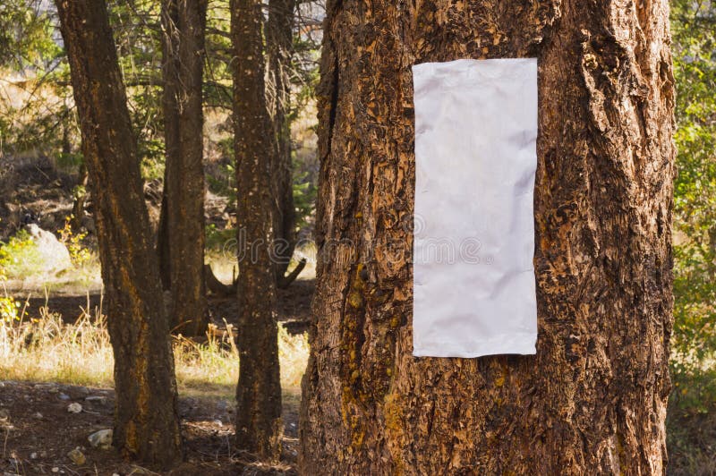 Closeup of Blank Sign on Tree Stock Photo - Image of trees, sign: 51898136