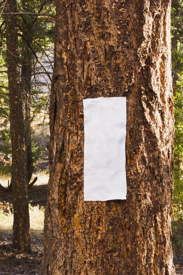 Closeup of Blank Sign on Tree Trunk Stock Photo - Image of poster ...