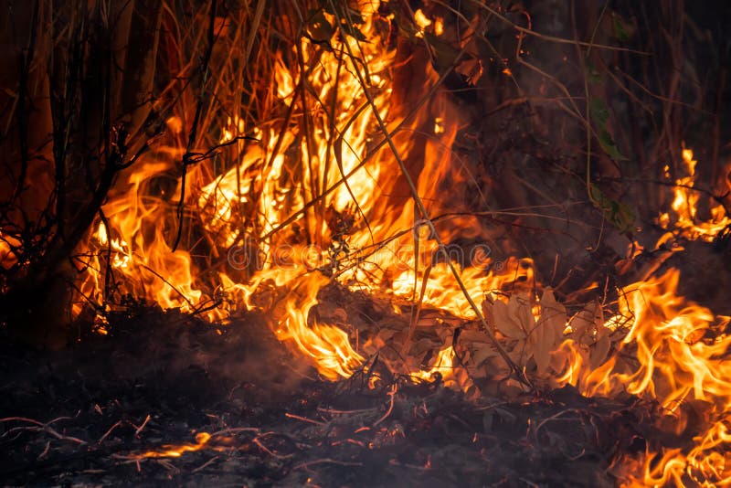 Blazing fire of dry forest stock photo. Image of heat - 195684676
