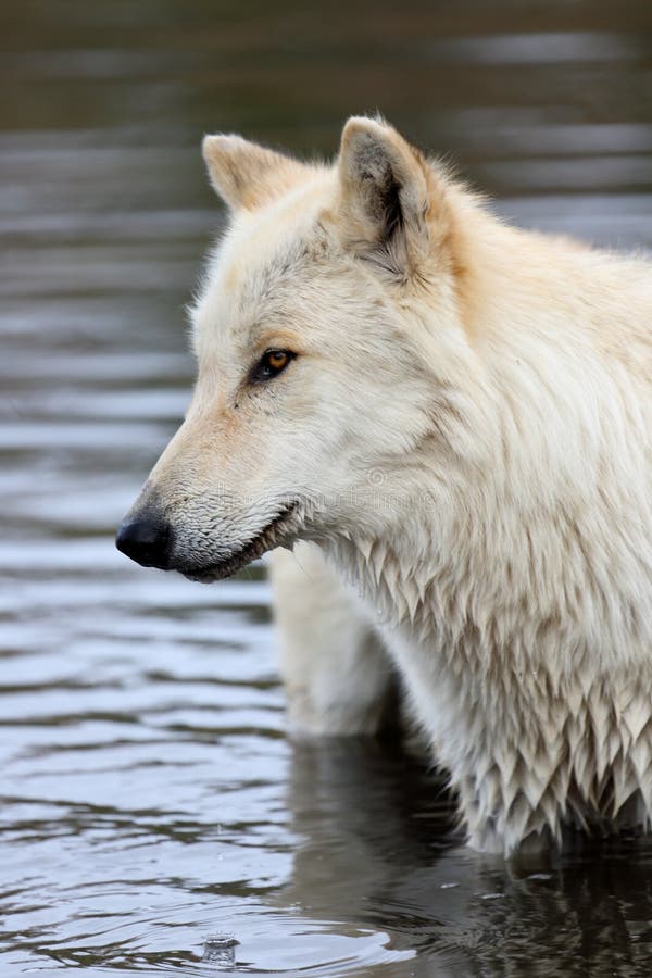 Blond Wolf Stock Photos - Free & Royalty-Free Stock Photos from Dreamstime