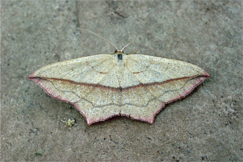 Closeup on a Blood-vein Geometer Moth, Timandra Comae Stock Photo ...