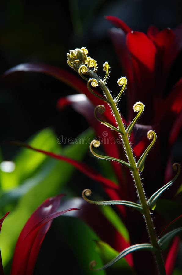 Pretty curls stock image. Image of curls, closeup, bloom - 280321239