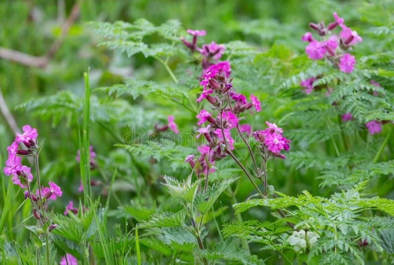 Bloomed Lythraceae Stock Photos - Free & Royalty-Free Stock Photos from ...