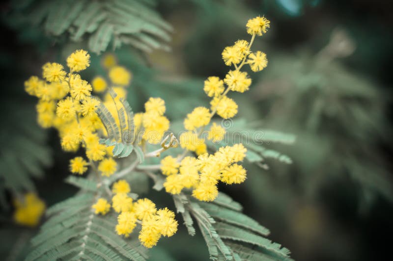 Closeup of Blooming Acacia Dealbata Tree Stock Image - Image of plant ...