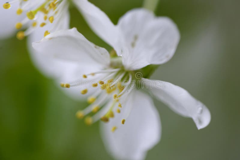 Closeup of Blooming Apple Twig Stock Image - Image of nature, health ...