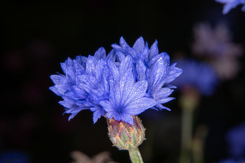 Closeup of Blooming Blue Centaurea Flower Stock Image - Image of garden ...