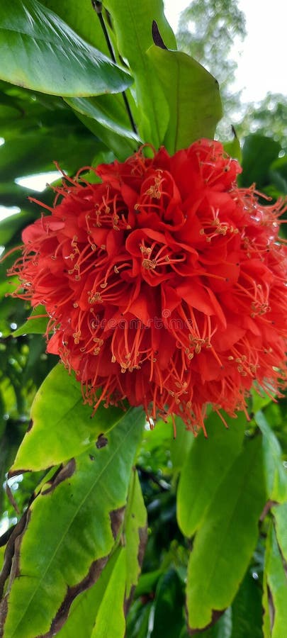 Closeup of Blooming Brownea Coccinea Stock Image - Image of isolated ...