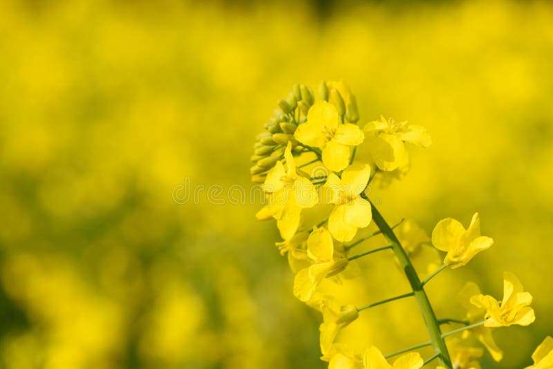 Closeup of Blooming Canola Rapeseed Plant on Field Stock Image - Image ...