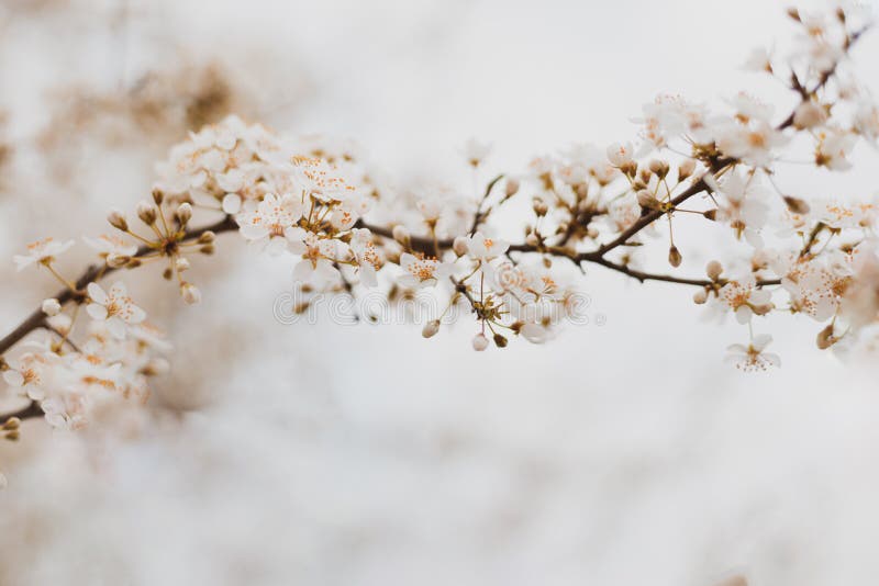 Closeup of Blooming Cherry Tree in Spring on Pastel Bokeh Background ...