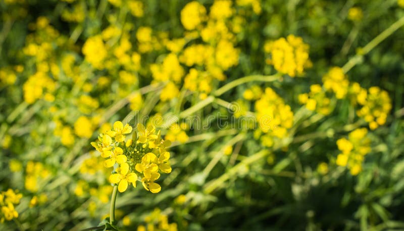 541 Macro Closeup Natural Wild Yellow Mustard Plant Stock Photos - Free ...