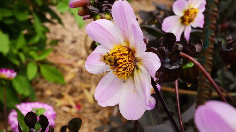 Closeup Blooming Flower Sequence with Vibrant Colors and Lush Greenery ...