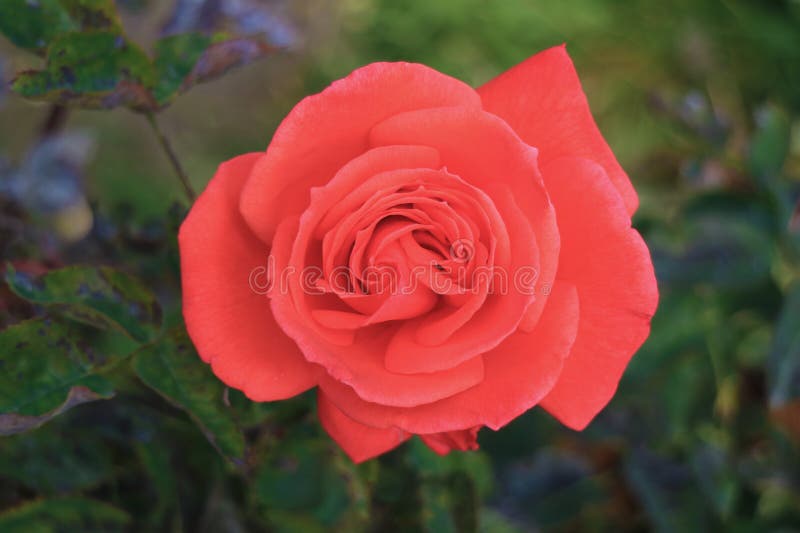 Blooming Gorgeous Red Rose in the Garden Stock Photo - Image of petal ...