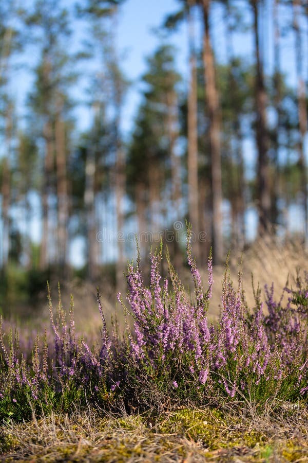 Heather stock image. Image of plant, heather, green, fall - 99388651