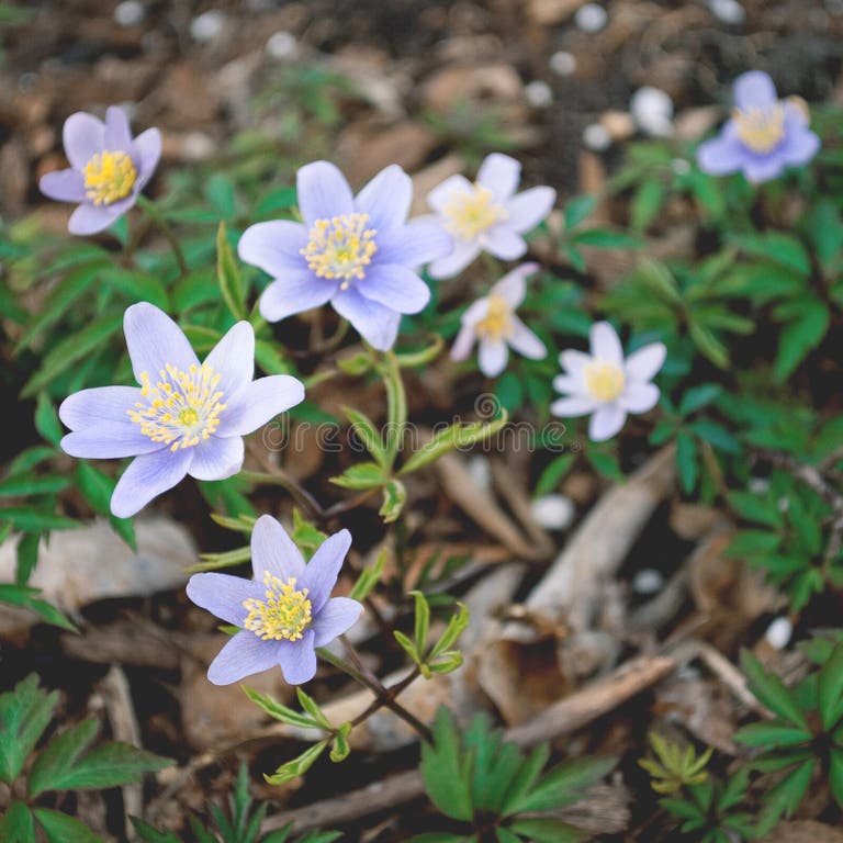 Closeup of a Blooming Hepatica. Spring. Square Format. Stock Photo ...
