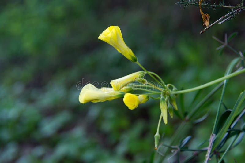 Hippocrepis Emerus - Wild Flower Stock Image - Image of spring, plant ...